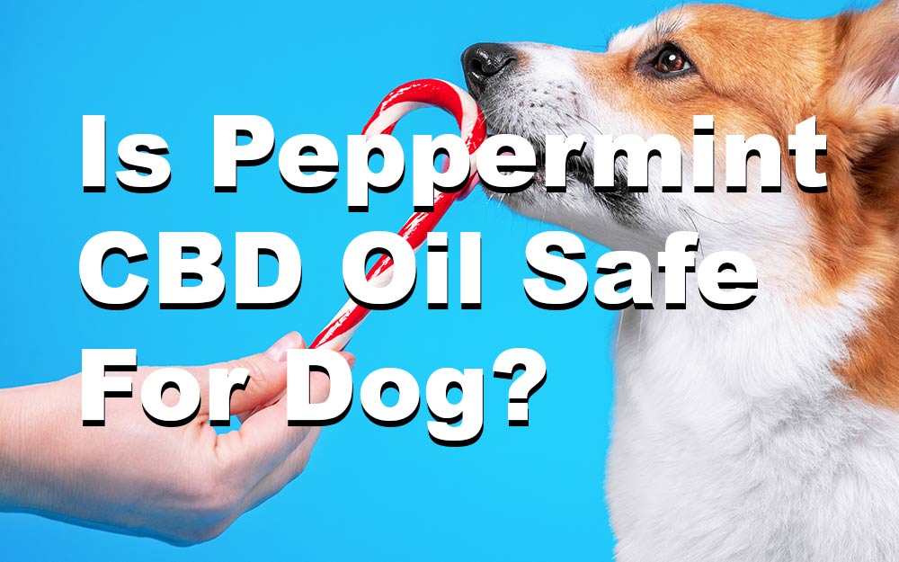 Is Peppermint Scent Safe For Dogs